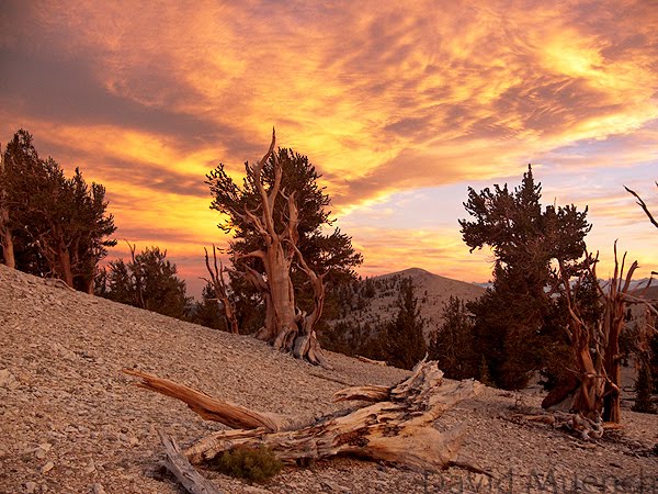 Art You Glad I Have a Blog?: David Muench [Contemporary Photographer]