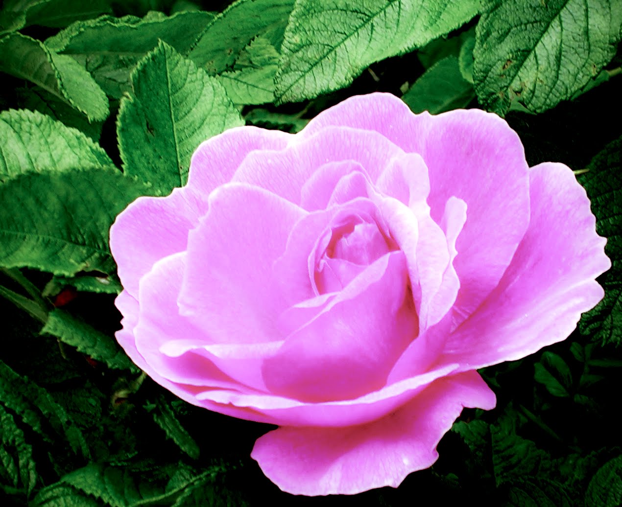 Tiitsailua: Leikattu ruusu