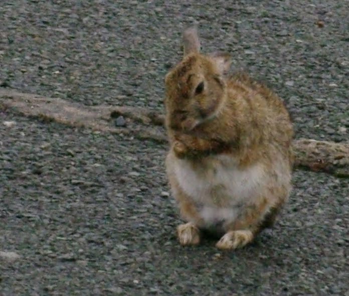 Follow the Wabbit: July 2010
