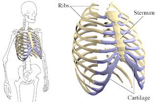 Case of the Week 7-9-12: Aggravated Rib with RA | Modern Manual Therapy ...