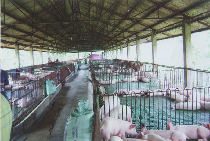 pig farm