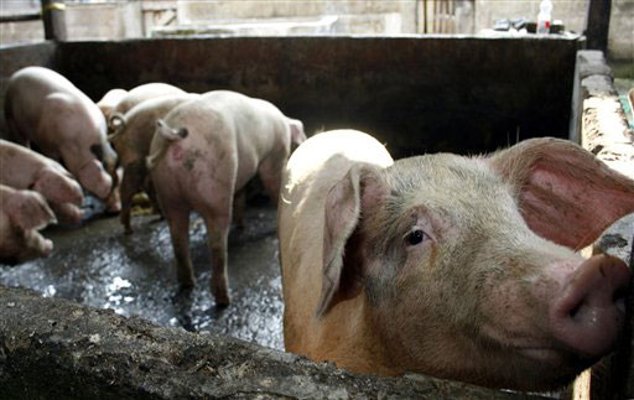 pig farm