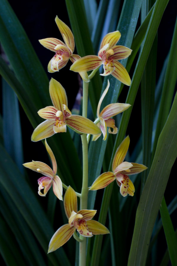 Cymbidium