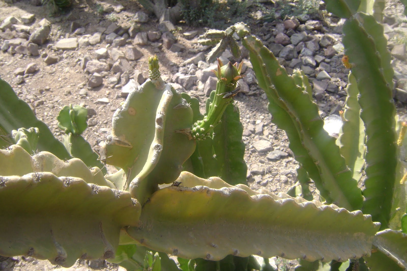 Sociedad Jardín Botánico de Los Mochis IAP: 9/05/10 - 16/05/10