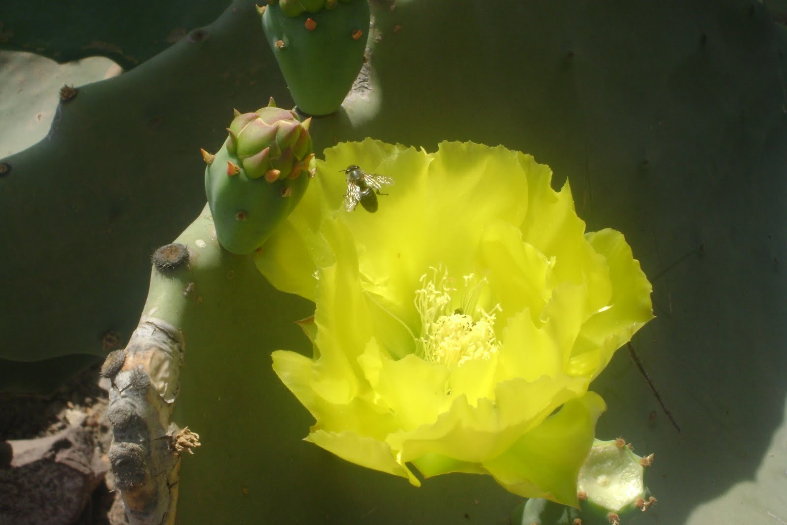 Sociedad Jardín Botánico de Los Mochis IAP: 9/5/10 - 16/5/10
