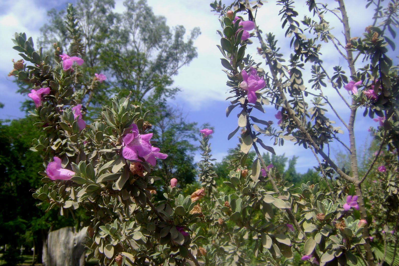 Sociedad Jardín Botánico de Los Mochis IAP: 9/5/10 - 16/5/10