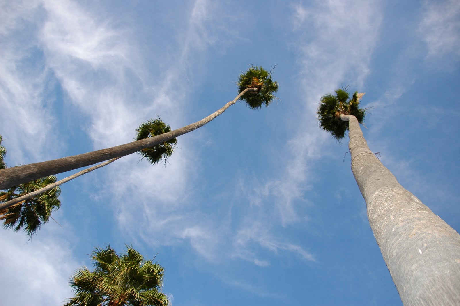 Sociedad Jardín Botánico de Los Mochis IAP: 9/05/10 - 16/05/10