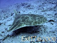 Tenerife sous l'eau: Requin ange