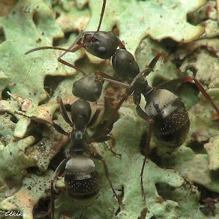 fourmis du genre Formica: Serviformica