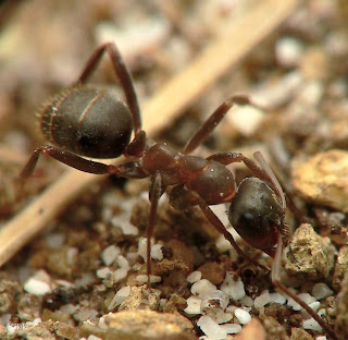 fourmis du genre Formica: Serviformica