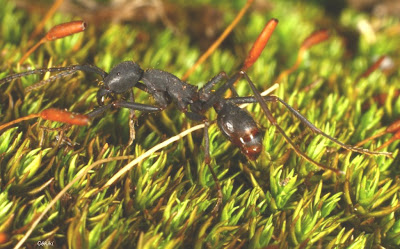 fourmis du Costa Rica: Labidus praedator: army ants