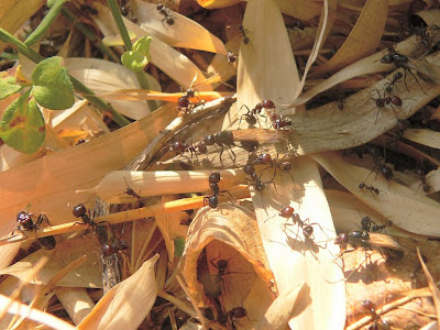 Messor barbarus :: fourmi du sud de la France