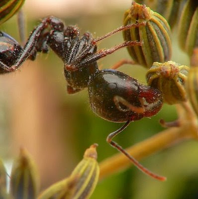 Messor barbarus :: fourmi du sud de la France
