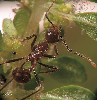 fourmis exotiques de Bali