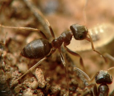 :: Lasius neglectus ::lasius neglectus