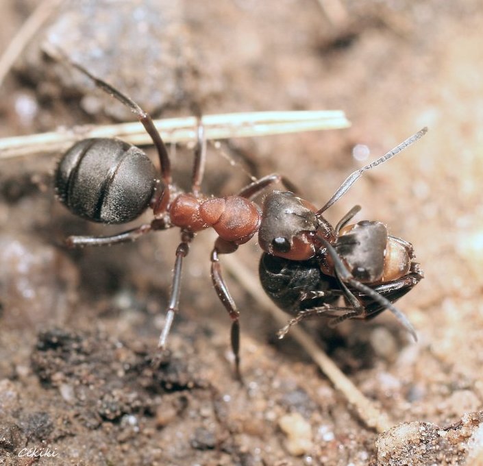 fourmis du genre Formica: Formica au sens strict