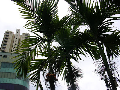 Life in Penang, is more than beautiful: Penang & Pinang Tree