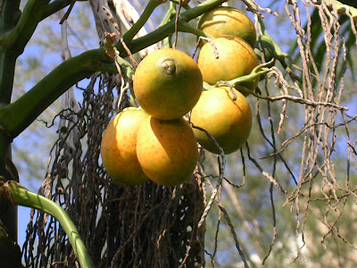 Life in Penang, is more than beautiful: Penang & Pinang Tree