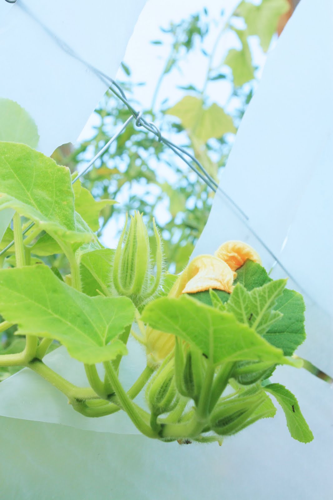 The Miseducation of Nik-Cole