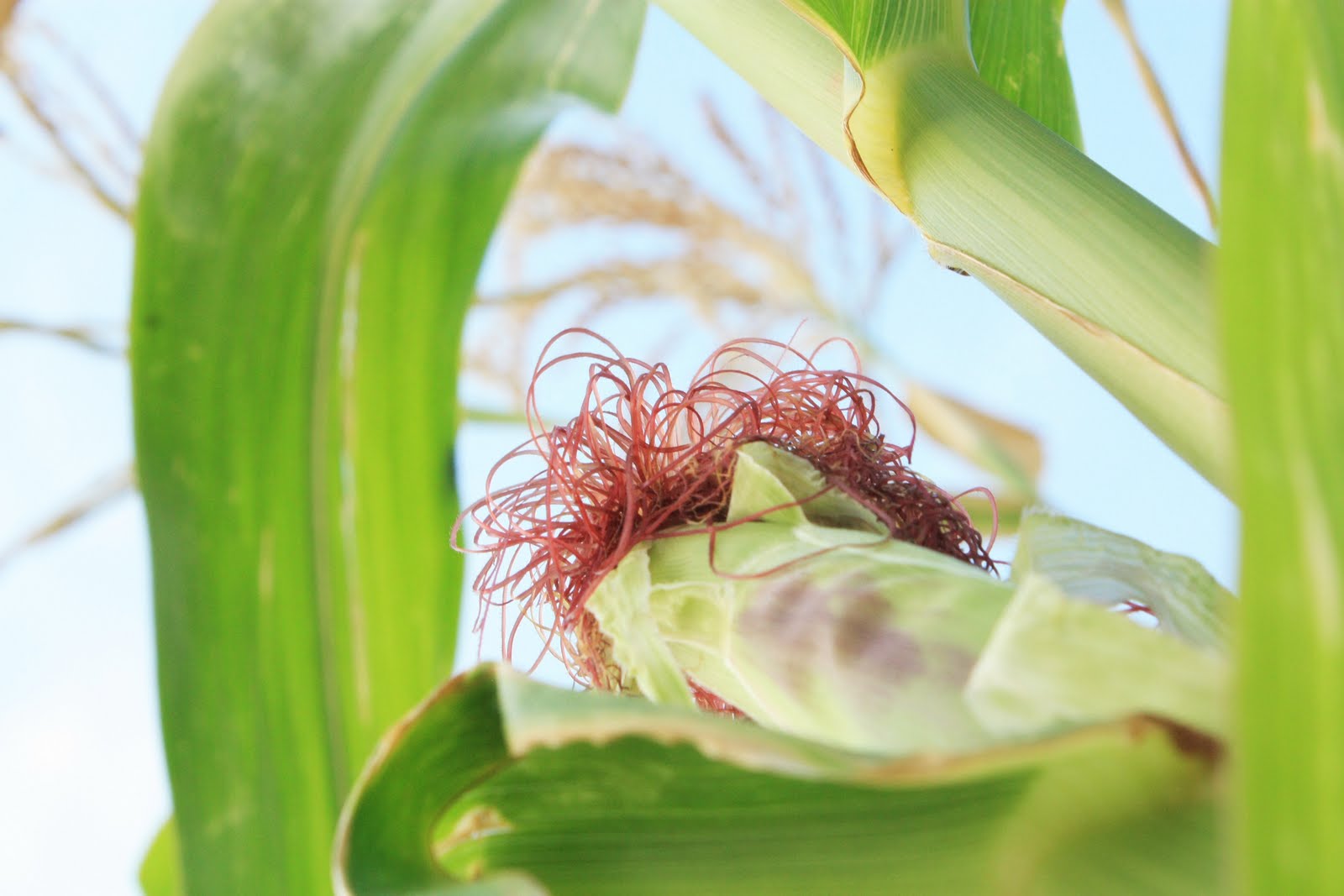 The Miseducation of Nik-Cole