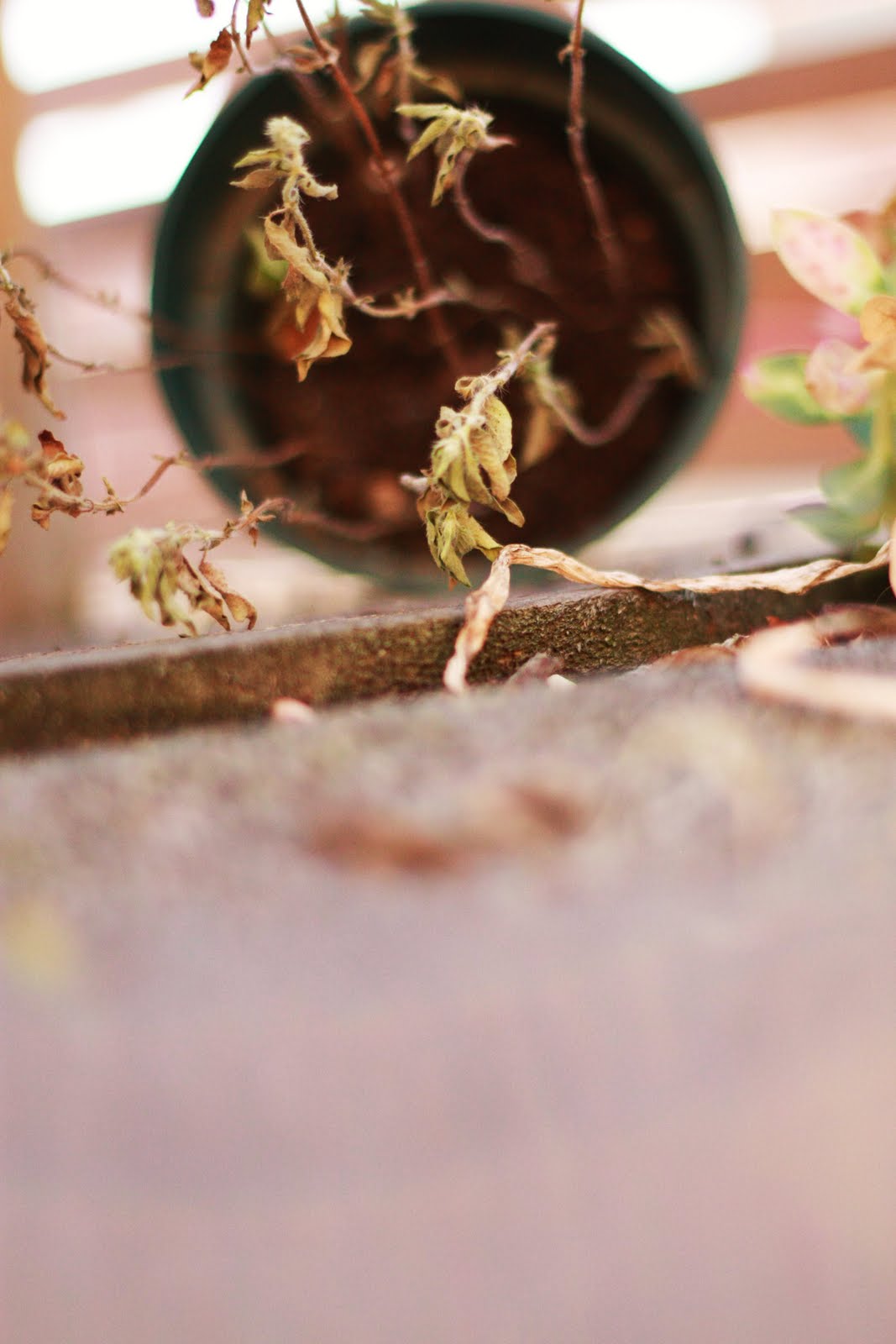 The Miseducation of Nik-Cole