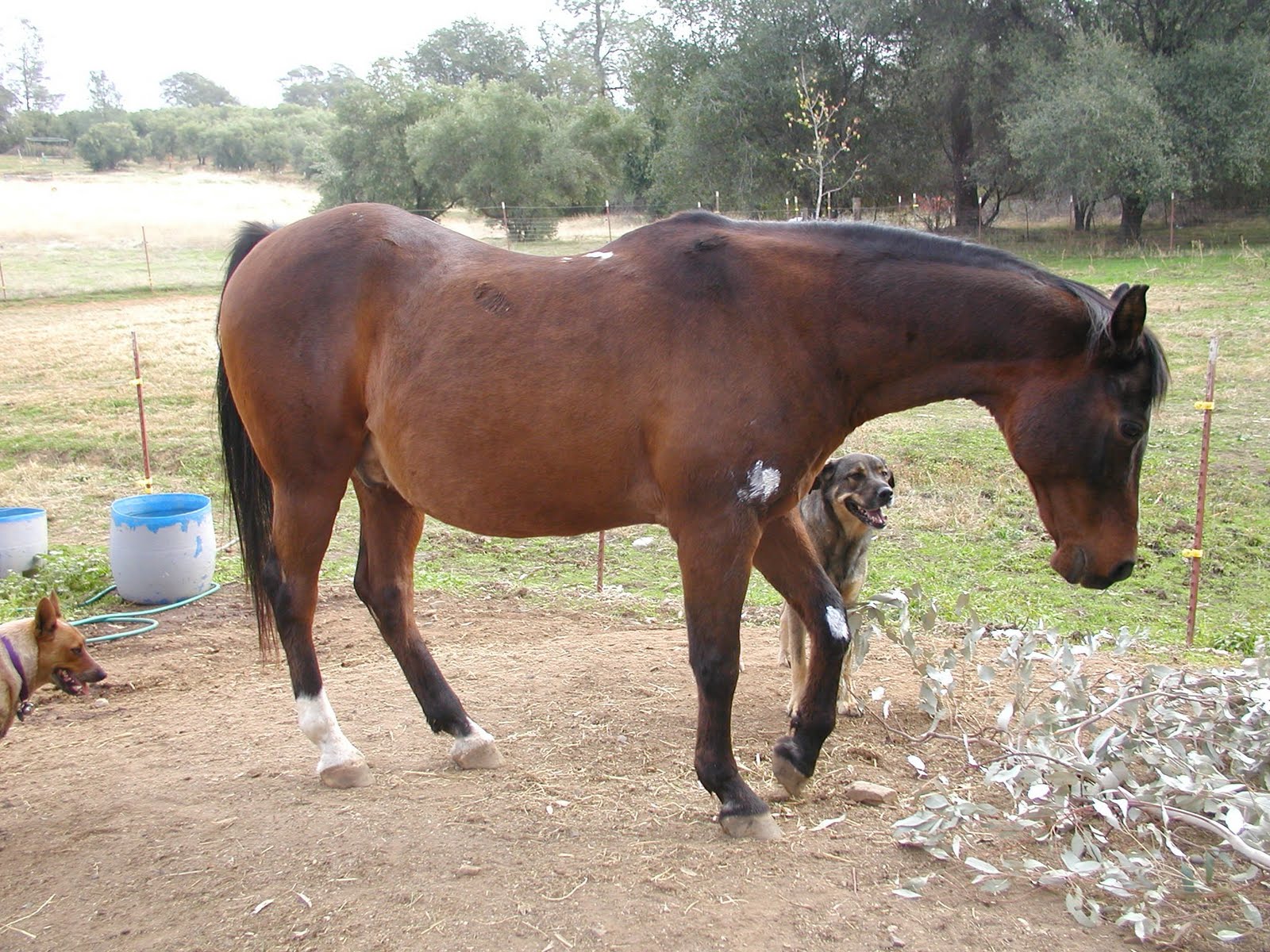 The Painful Journey-Equine Founder