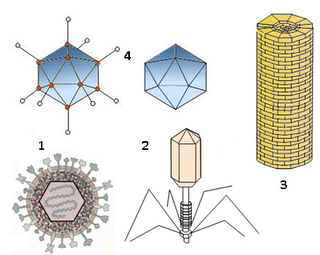 Microbiología e Inmunología: El mundo de los VIRUS....