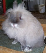 Regina's Rabbit Habit