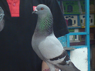 e_learning_macromedia_flash: MERPATI TINGGIAN