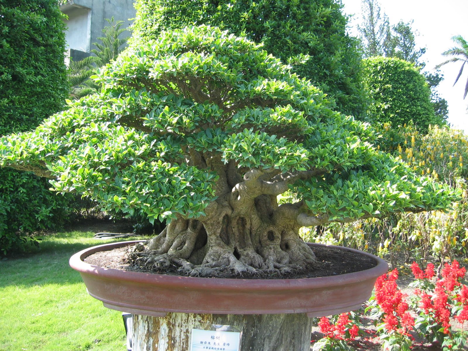 newzealandteatreebonsai: November 2009