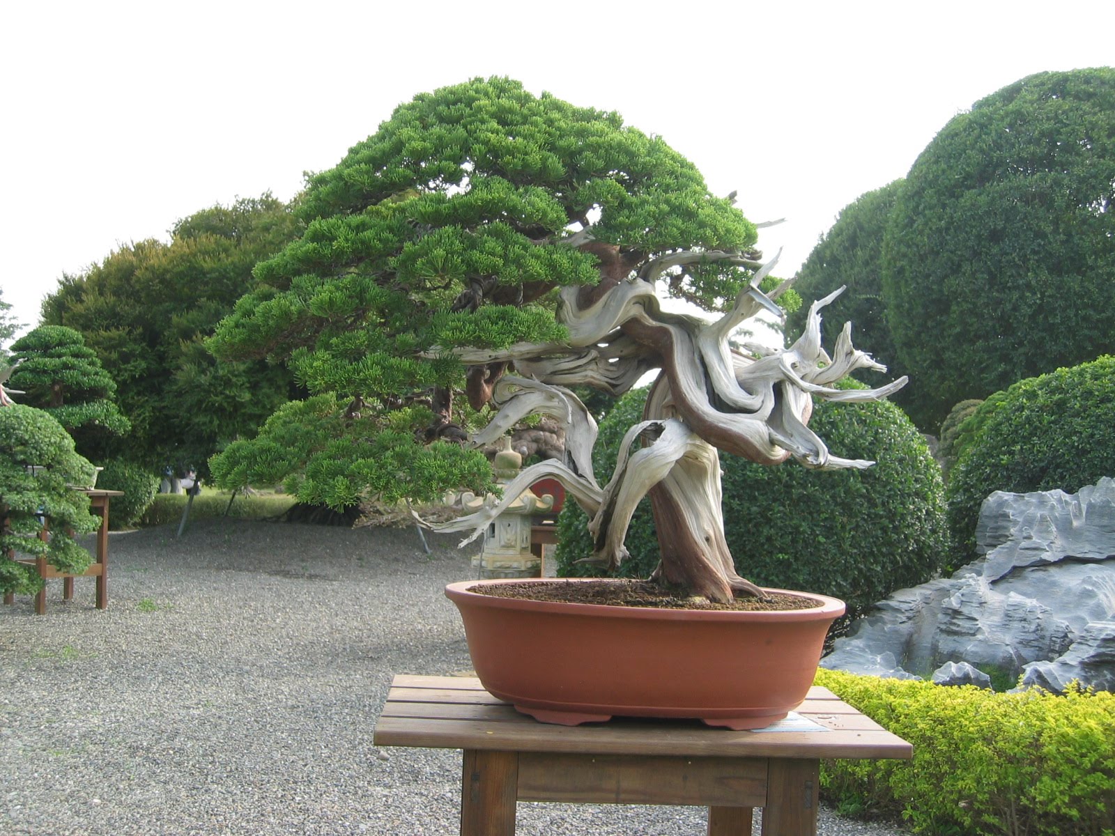 newzealandteatreebonsai: Rich Patronages Drive Taiwan Bonsai Scene