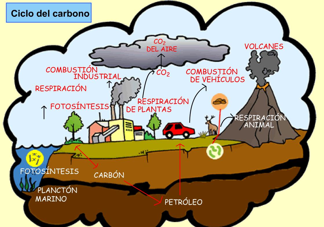 Ciclos De La Materia Ciclo Del Carbono 46816 Hot Sex Picture