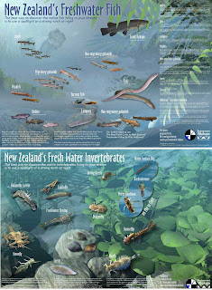 Rio Grande Class: Stream Organisms