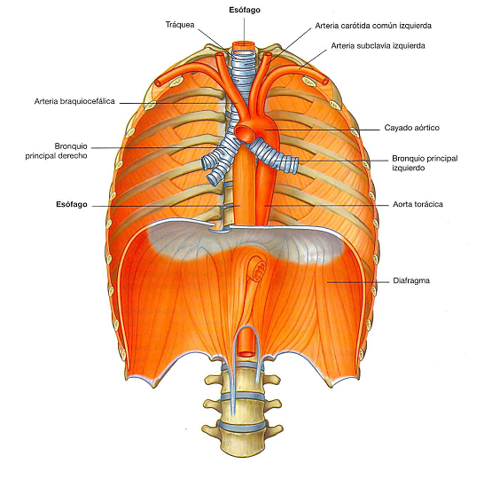 digestivouq: ESÓFAGO, GLÁNDULA TIROIDES POR CATALINA GONZÁLEZ M.