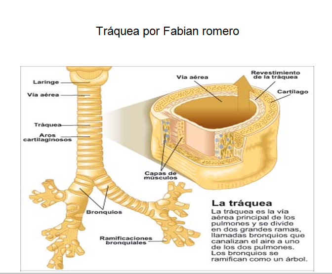 enfermeriauq: la tráquea por Fabián Romero