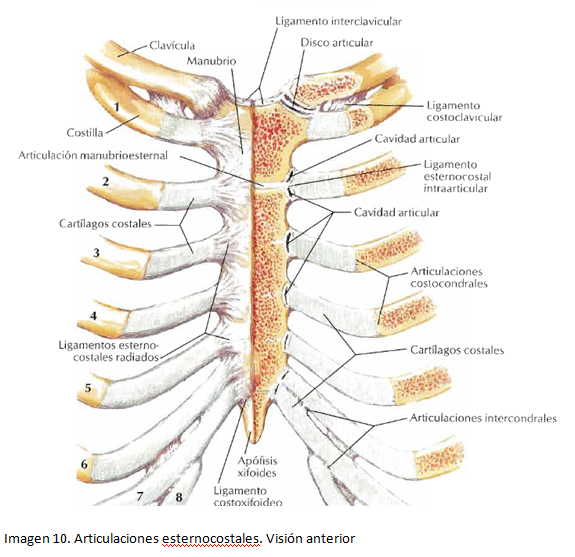cardiorespiratoriouq: Huesos y articulaciones del toráx por Estiben ...