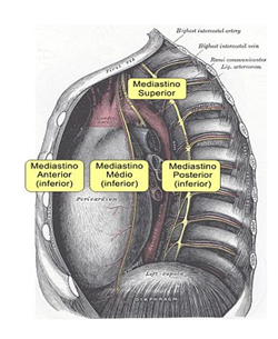 El blog neuroanatomico del Dr. Mime: TORAX: TRAQUEA, BRONQUIOS ...