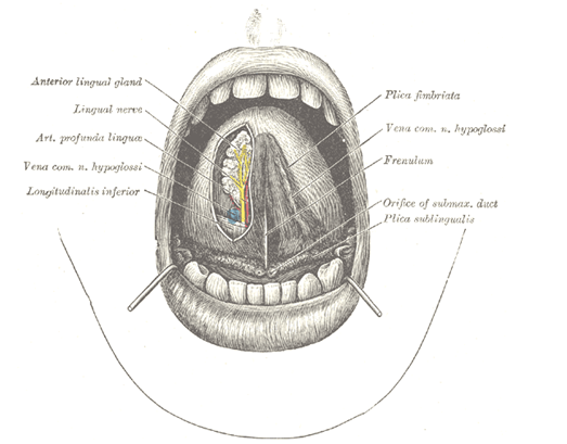 digestivouq: BOCA GENERALIDADES por Laura M. Román C.