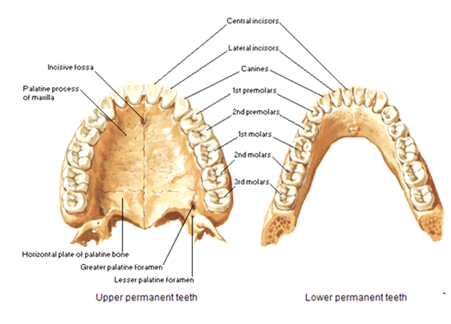 Paladar (Hueso); Papila Incisiva