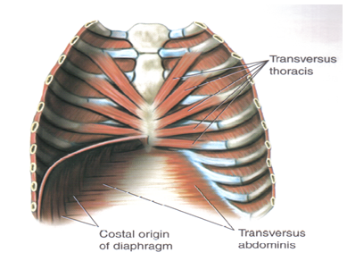 enfermeriauq: MUSCULOS DEL TORAX por Natalia Benavides Restrepo