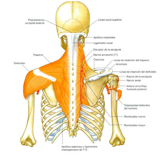 digestivouq: Músculos del cuello por Madelyn Albarracin Duarte