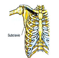 enfermeriauq: MUSCULOS DE LA REGION PECTORAL POR LAURA BOTERO T.