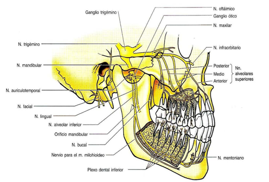 Nervio Mandibular; Nervio Alveolar Inferior