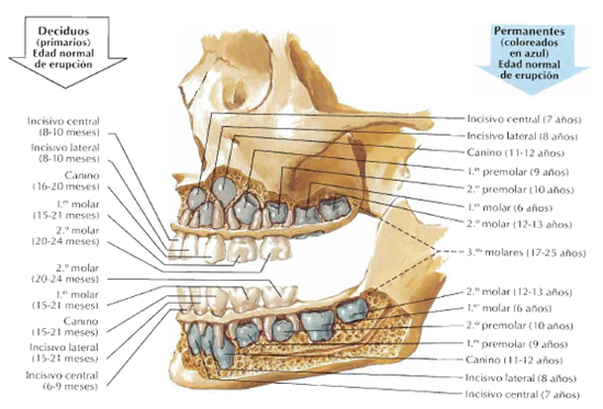 digestivouq: Dientes por JOSÉ DANILO JOJOA RÍOS