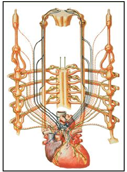 cardiorespiratoriouq: Inervación del corazón por Yobani Garcia Pineda
