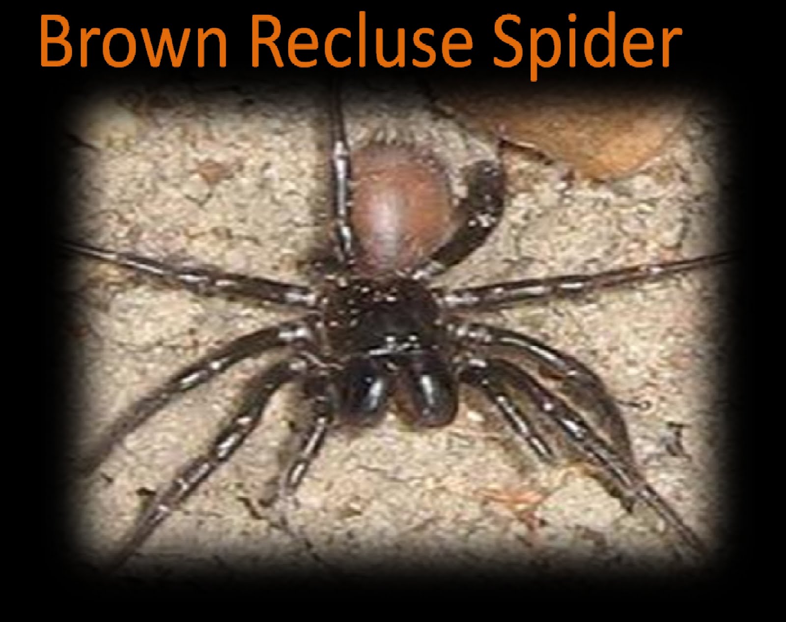 Deadliest Species In The Earth: Brown Recluse Spider