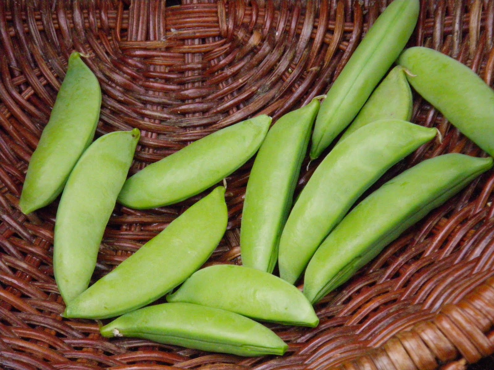 I'm In The Garden Today: Pathetic Peas
