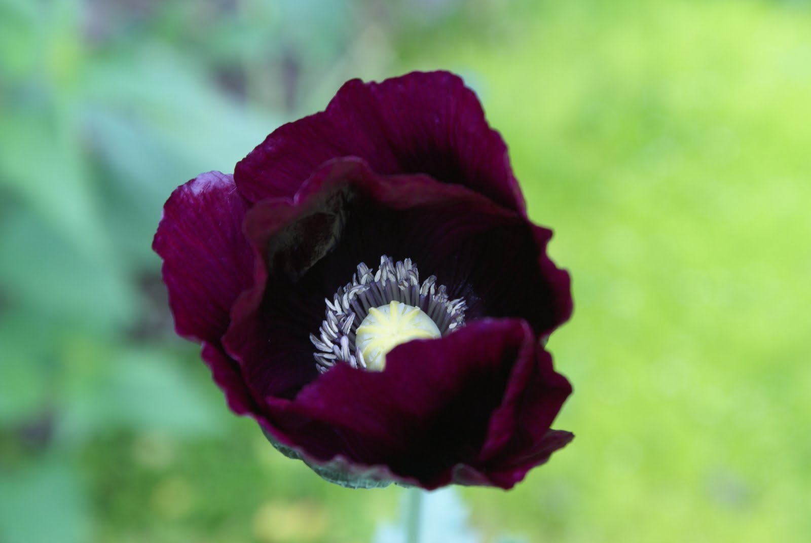 I'm In The Garden Today: Pfabulous Purple Poppies!