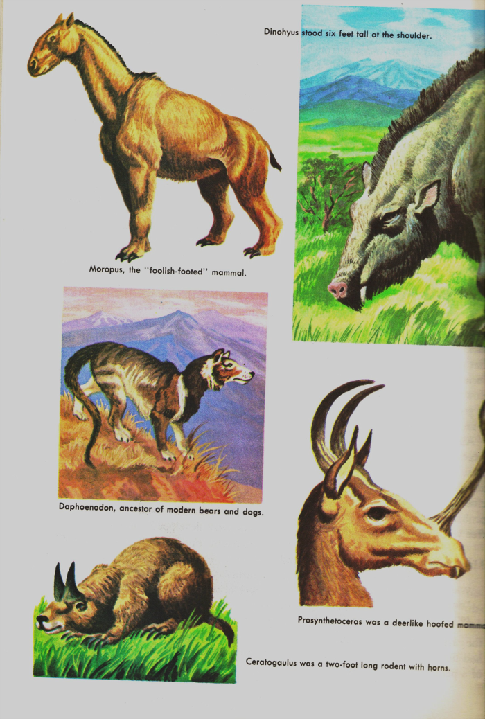 Symbion pandora: Ufufufu-- atarashi hon wa sugoi deshou