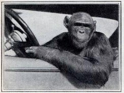 Monkeys Driving Cars
